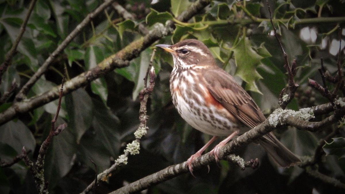 Yule 2024 - Elemental Retail