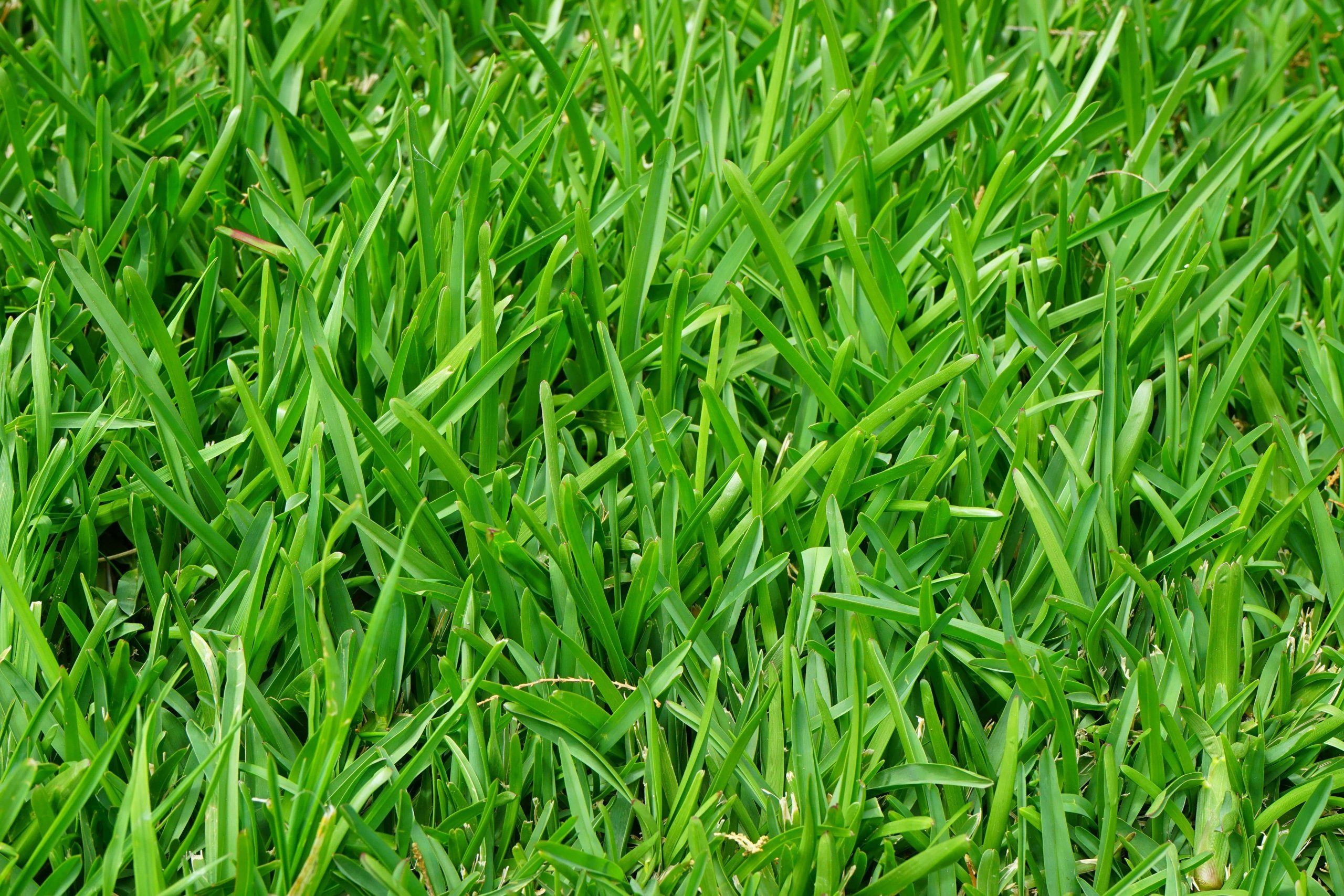Why Fresh Cut Grass Smells So Good - Elemental Retail
