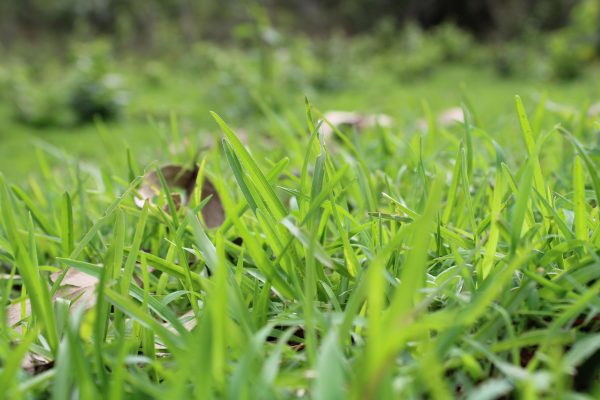 Why Fresh Cut Grass Smells So Good - Elemental Retail